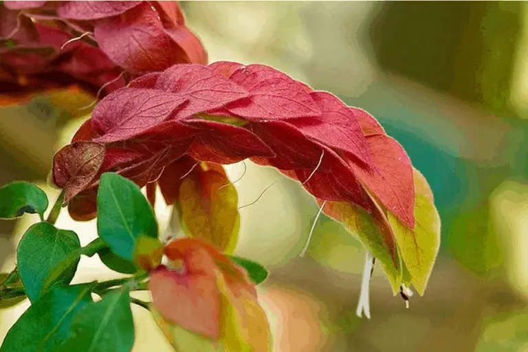 Shrimp Plant (Grow and Care Beginners Guide)