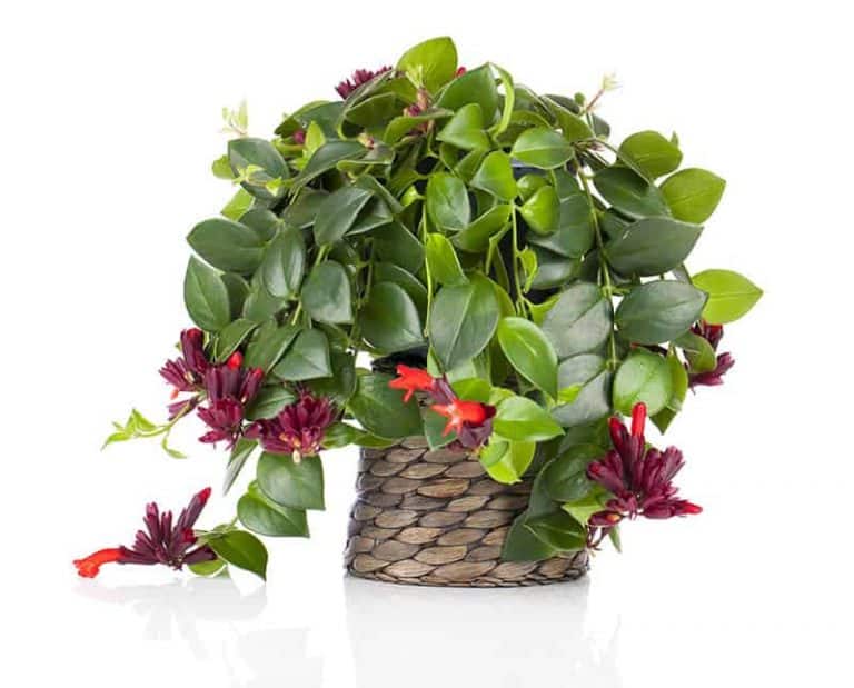 Lipstick Plant: How to care and grow - GardenAndMe.com