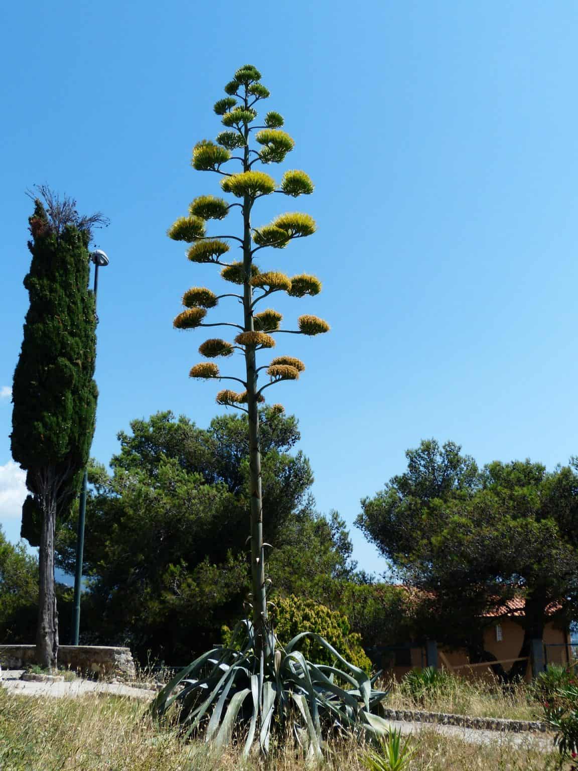 Century Plant (Agave)-How to grow and care and uses