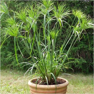 Papyrus Plant - How to grow in garden and care the plant