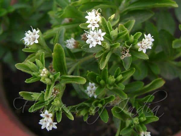 How to grow and care Stevia Plant - GardenAndMe.com