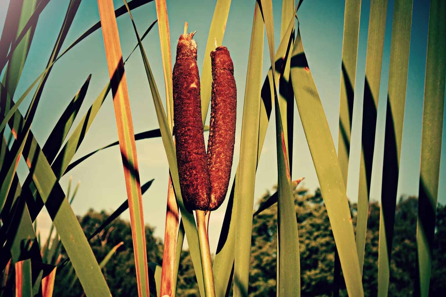 How to grow and care Cattail Plant and uses of the plant