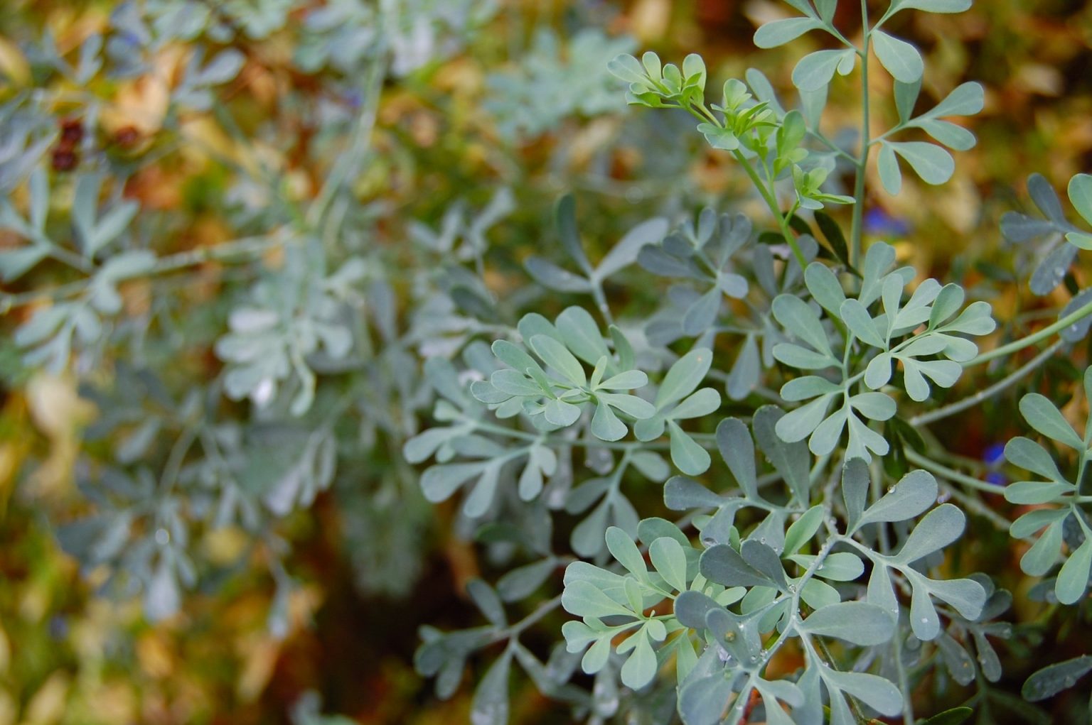 Rue Plant - How to Grow and Care