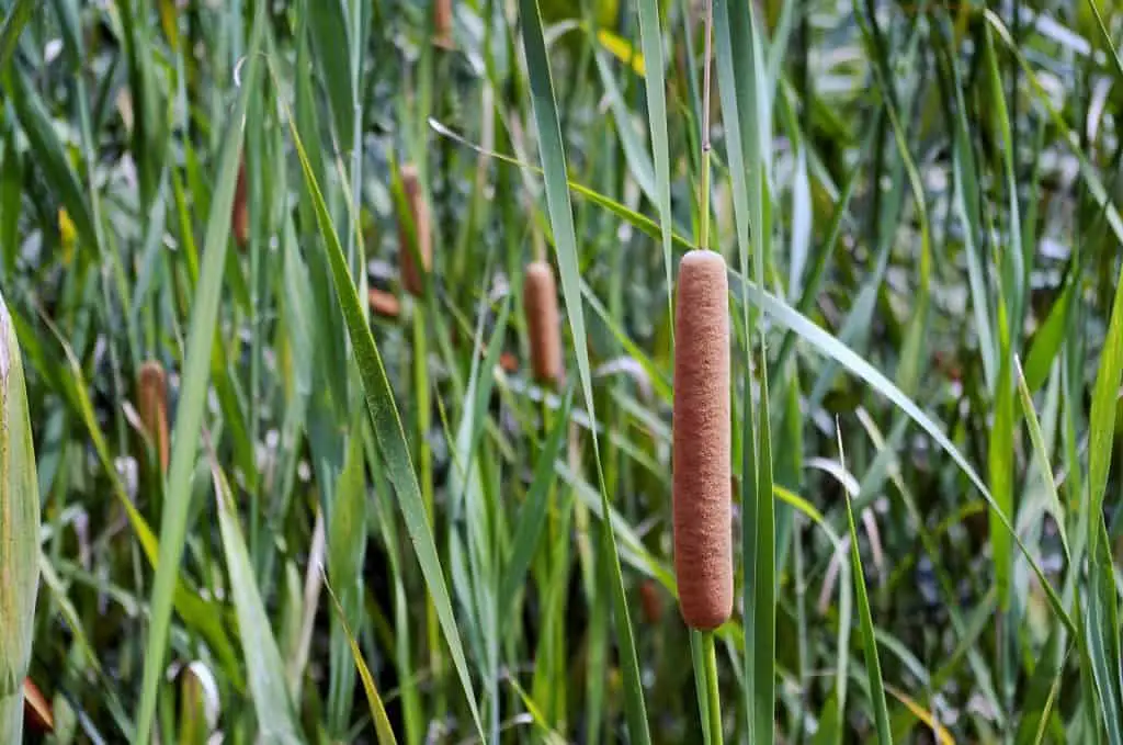 How to grow and care Cattail Plant and uses of the plant