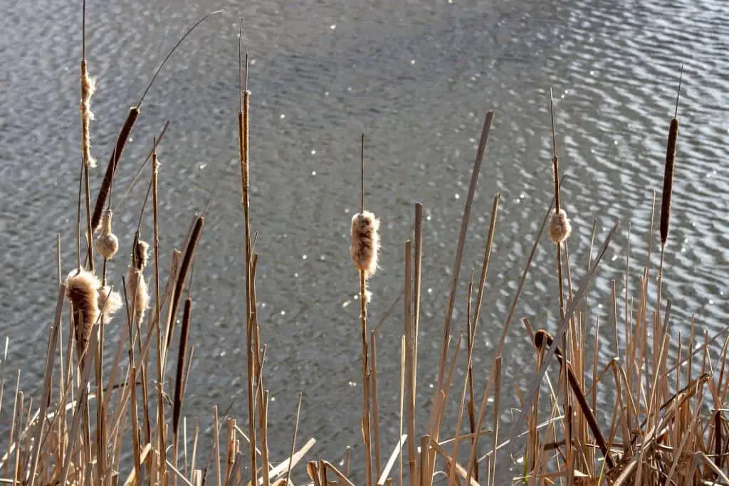 How to grow and care Cattail Plant and uses of the plant