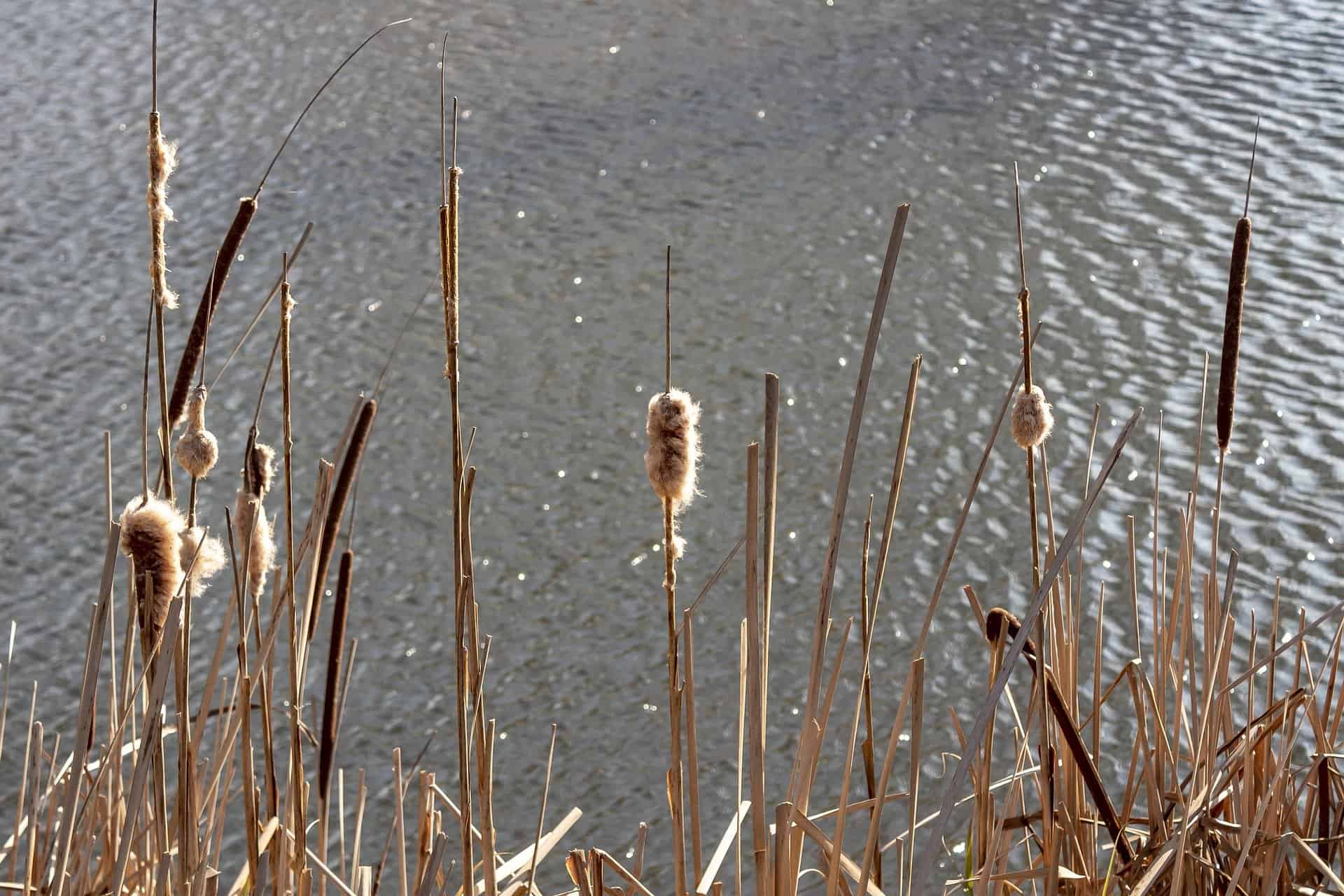 How to grow and care Cattail Plant and uses of the plant