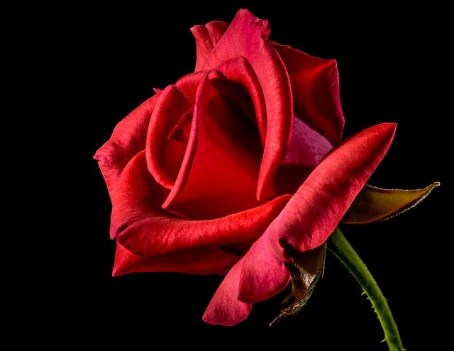 How Many Petals Does A Rose Have 