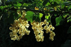 25 Examples of Shrubs