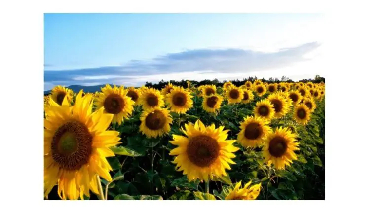 How Many Petals Does A Sunflower Have Explaned 