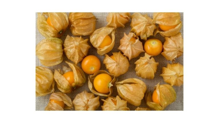 Garden And Me - Your companion for gardening